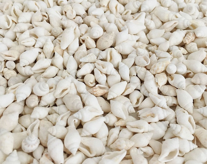 Tiny Shells, Beach Decor, Seashells, Shells, Craft Shells, Tiny Shells, White Shells, White ...