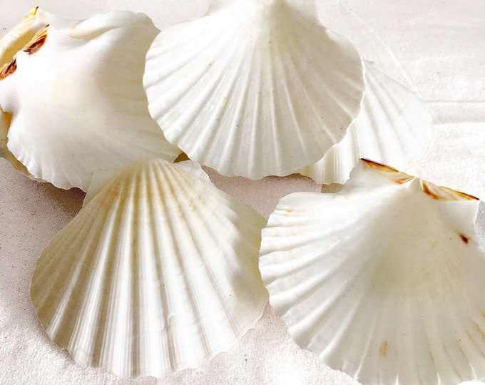 Bear Paw Clam Shell [5"] Pair | Seashell Ruffled Horse Hoof | Beach ...