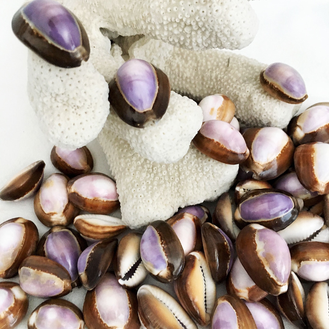 Purple Top Cowrie Shell 3/4" - 1 1/4" [10/15 PCS], Cypraea Serpent Head ...