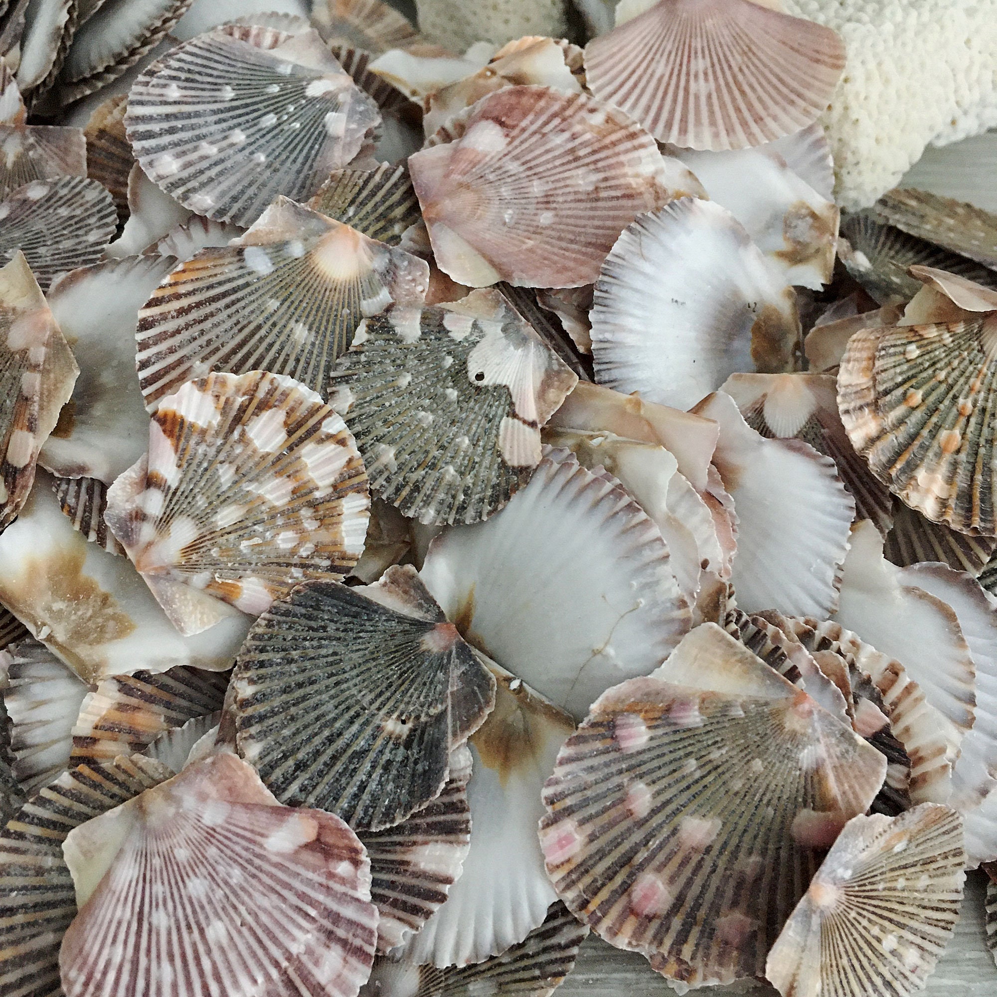 Small Pecten Flat Scallop Shells 3/4-1.5 25/50/100 - Etsy