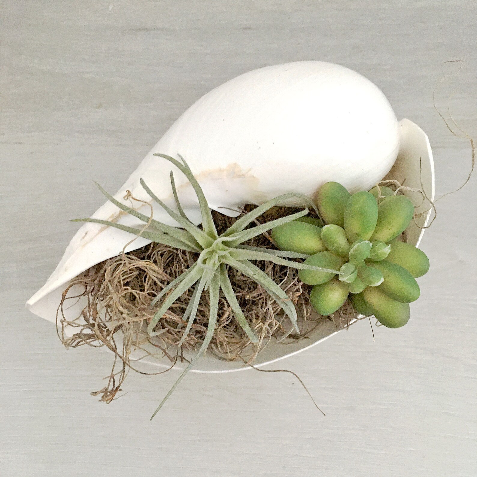 White Indian Volute Melon Shell 67 1 PC Large - Etsy