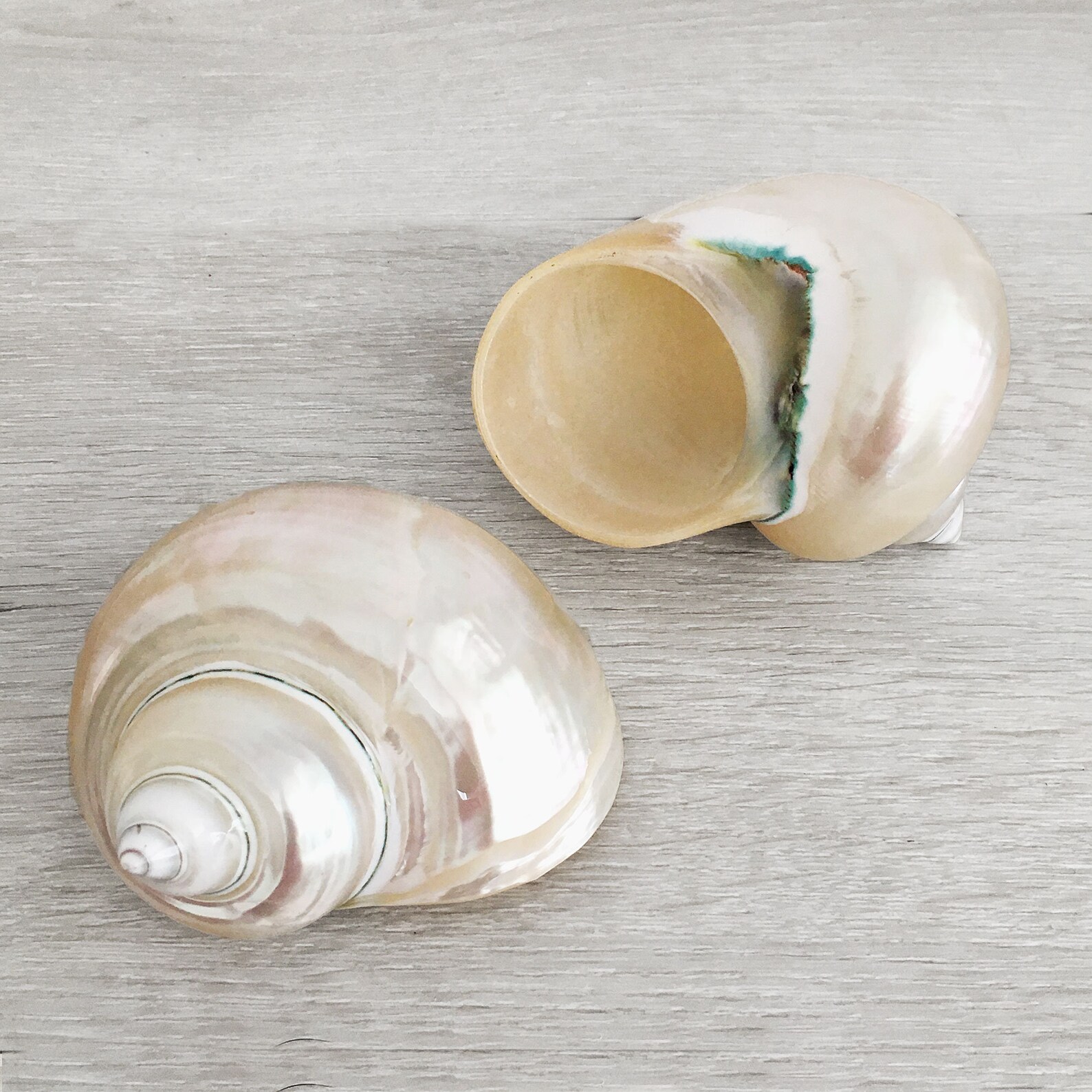 Seashell Large Polished Pearl Turbo Shell 3.5 4 Sold - Etsy