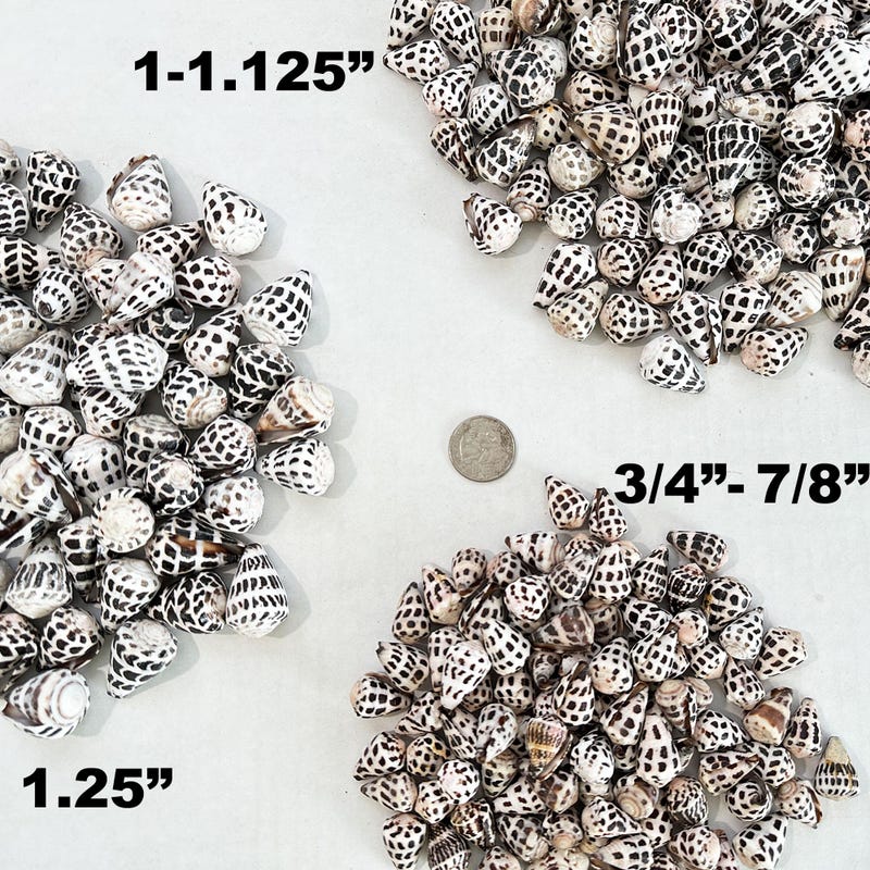 Cone Shell Jewelry - Etsy