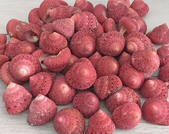 Strawberry Top Shell - Etsy