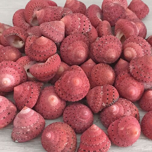 Abalone Shells Seashells Shells Craft Shells Beach Decor | Etsy