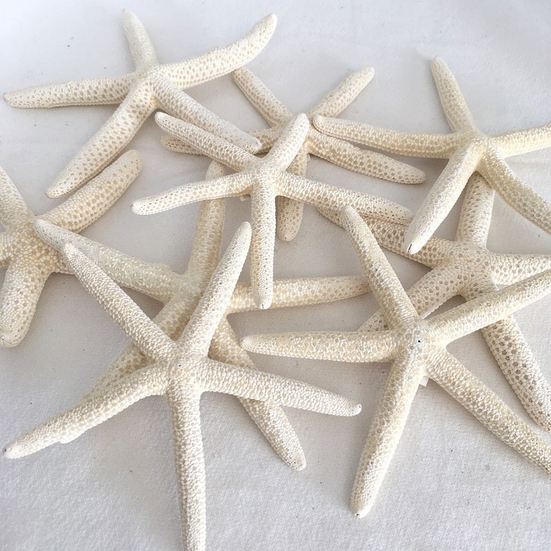 Starfish Decor - Etsy