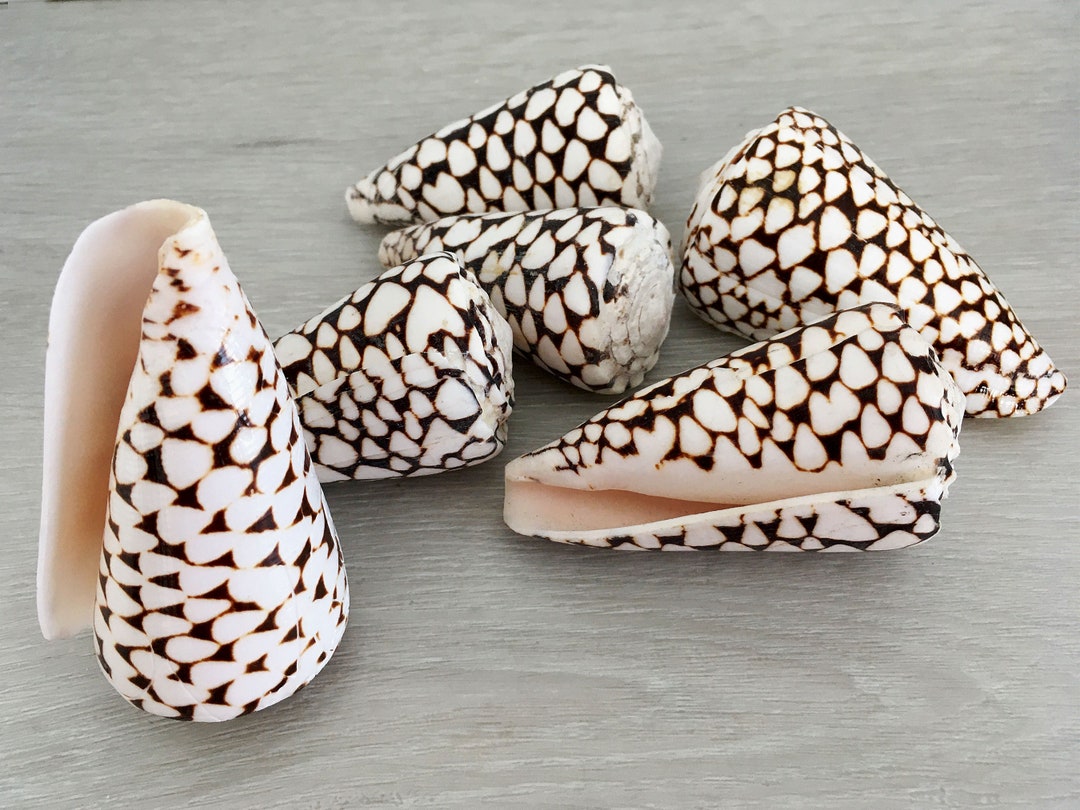Marbled Cone Shells 2 3 Conus Marmoreus Scaled - Etsy