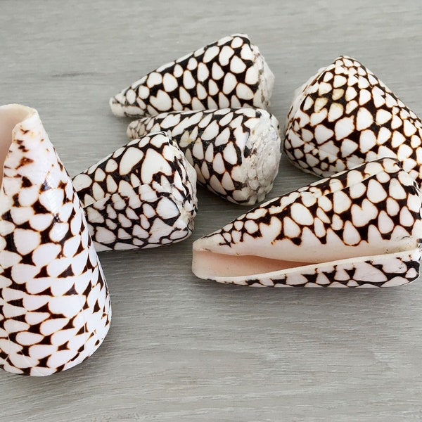 Marbled Cone Shells 2" 3" - Etsy
