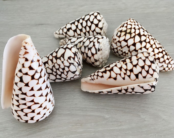 Marbled Cone Shells 2 3, Conus Marmoreus Scaled Cone Seashells, Beach ...