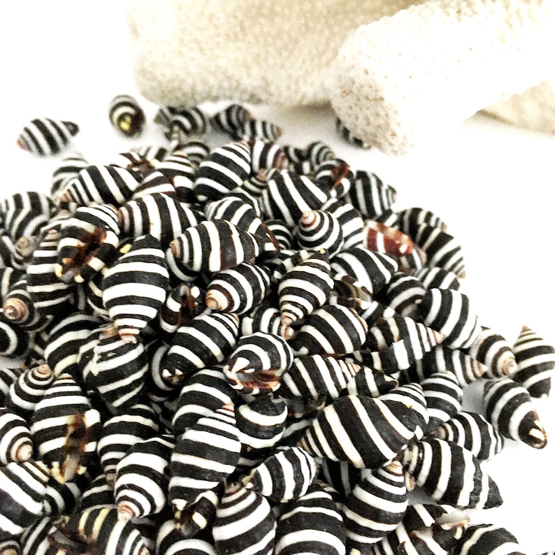 Beehive Shells 1/4 1/2 20/50/100 TINY Bee Hive - Etsy 日本