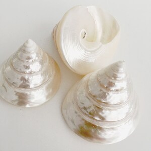 Polished Trochus Shell 2" - 2.25" | White Pearl Turbo Seashell | Beach ...