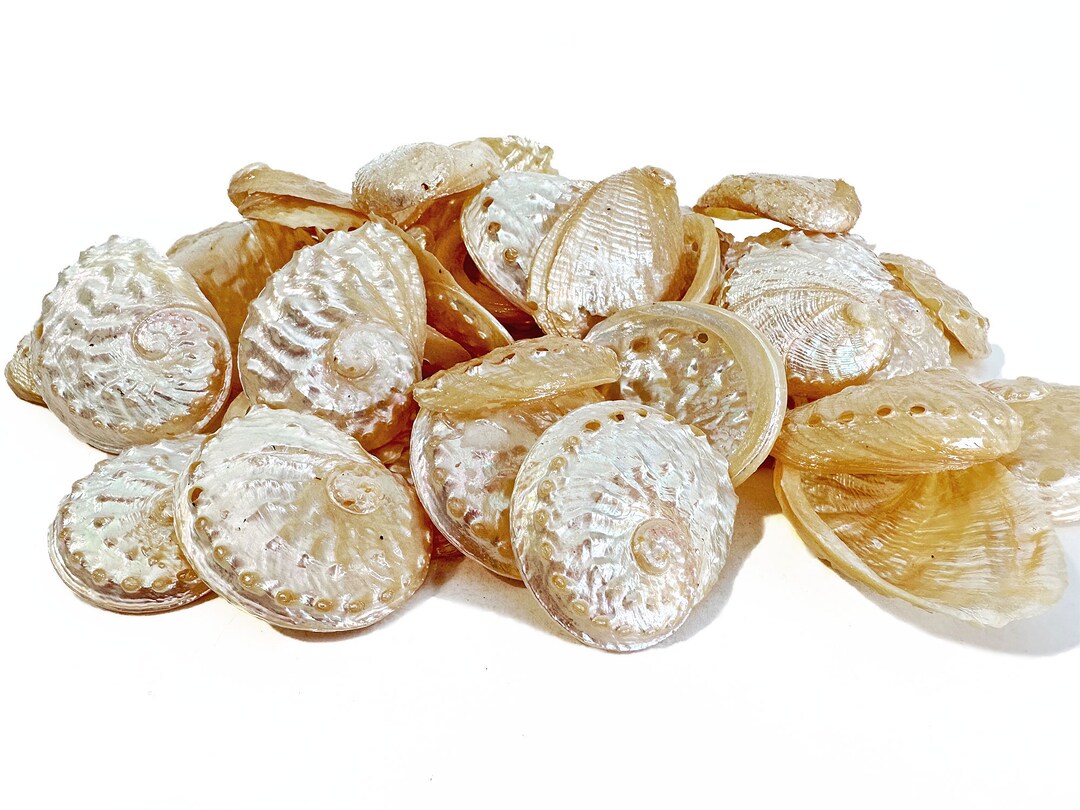 Haliotis Ovina Pearled Abalone Iridescent Gold Shells 5/10 Pcs, Beach ...