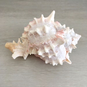 Pink Murex Sea Shell 3-4", Pink Mouth Murex Shell, Beach Decor ...