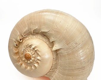 White Indian Volute Melon Shell 67 1 PC, Large Melo Melo Seashell Decor ...
