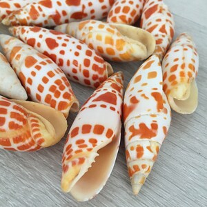 Seashells, Mitra Episcopalis Shell Options 2 Sizes [1/2/4 PCS], Sea ...
