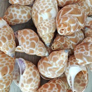 Babylonia Japonica Shells 1.25" & up [6/12], Beach Decor Weddings ...