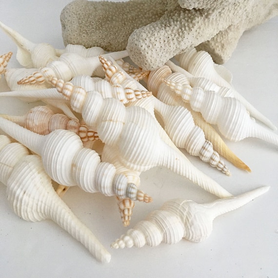 Seashells White Spindle Shells 4 5 5 Pcs Beach - Etsy