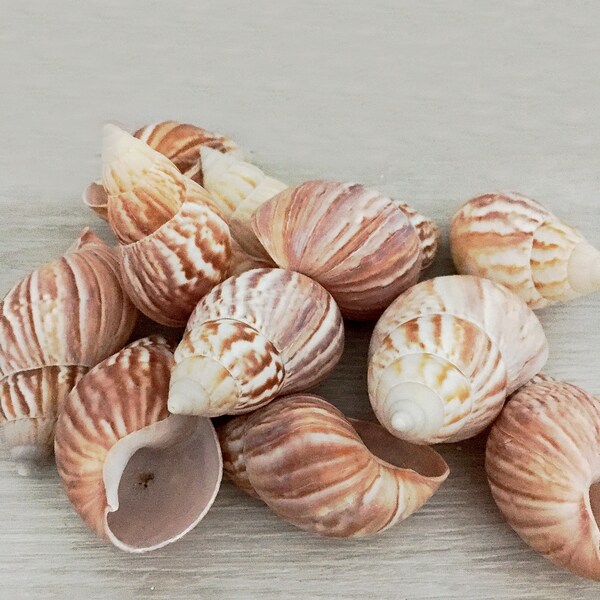Snail Shells - Etsy