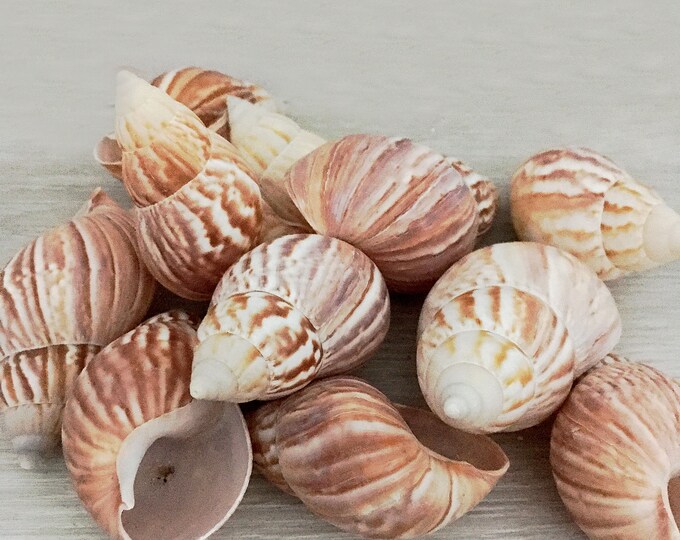Fairyland Japanese Land Snail Seashells 2 1/4 - 2 1/2" [10/20 PCS ...