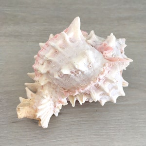 Pink Murex Sea Shell 3-4", Pink Mouth Murex Shell, Beach Decor ...