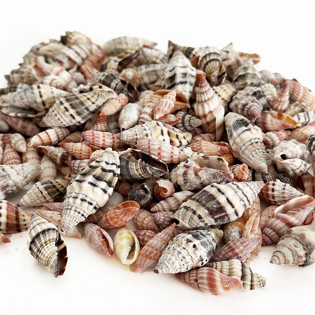 Brown Black Orange Miter Shells 1/21 1/4 10/25 Pieces, Striped Shells ...