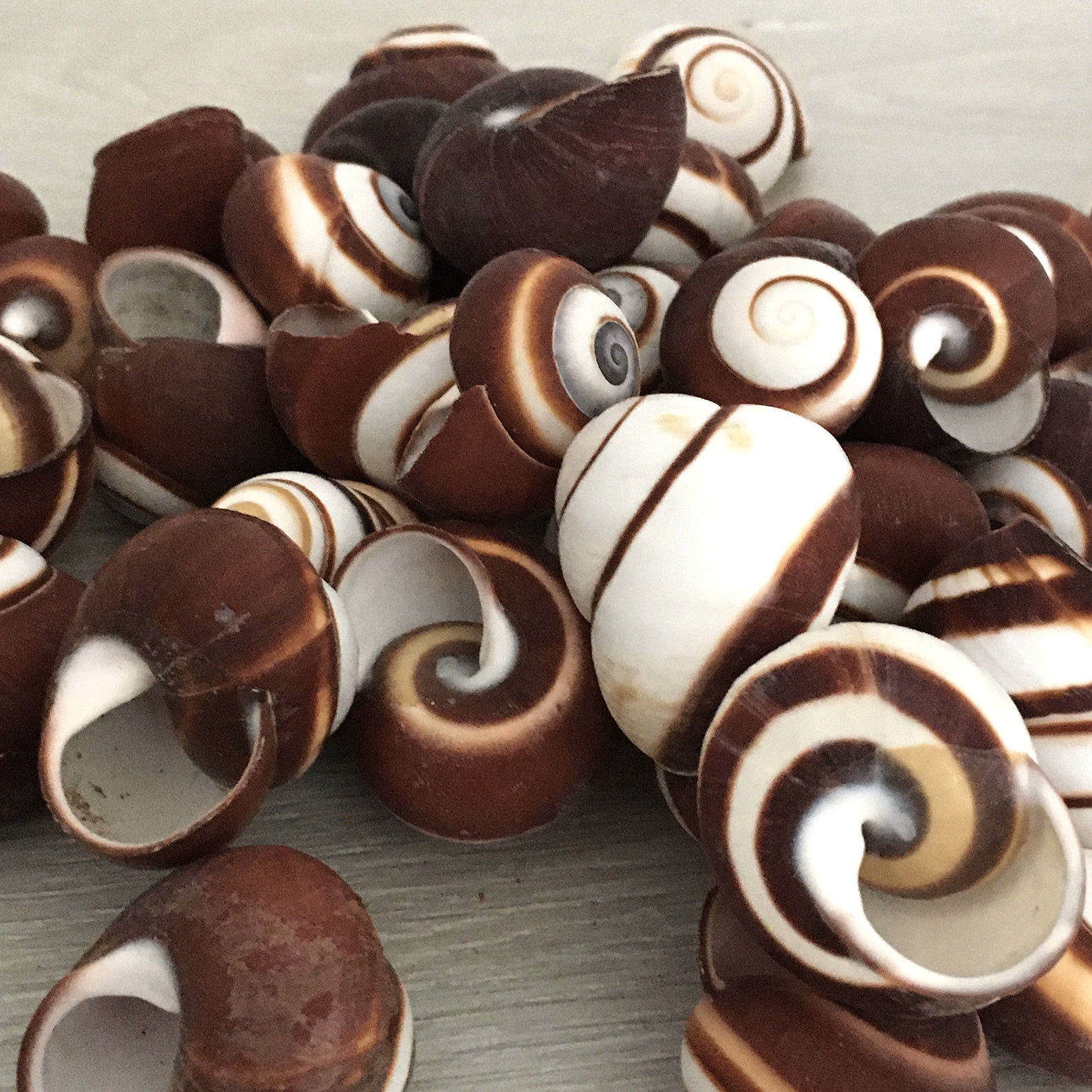 Seashells Swirl Brown Land Snail Shells 1 1.25 | Etsy