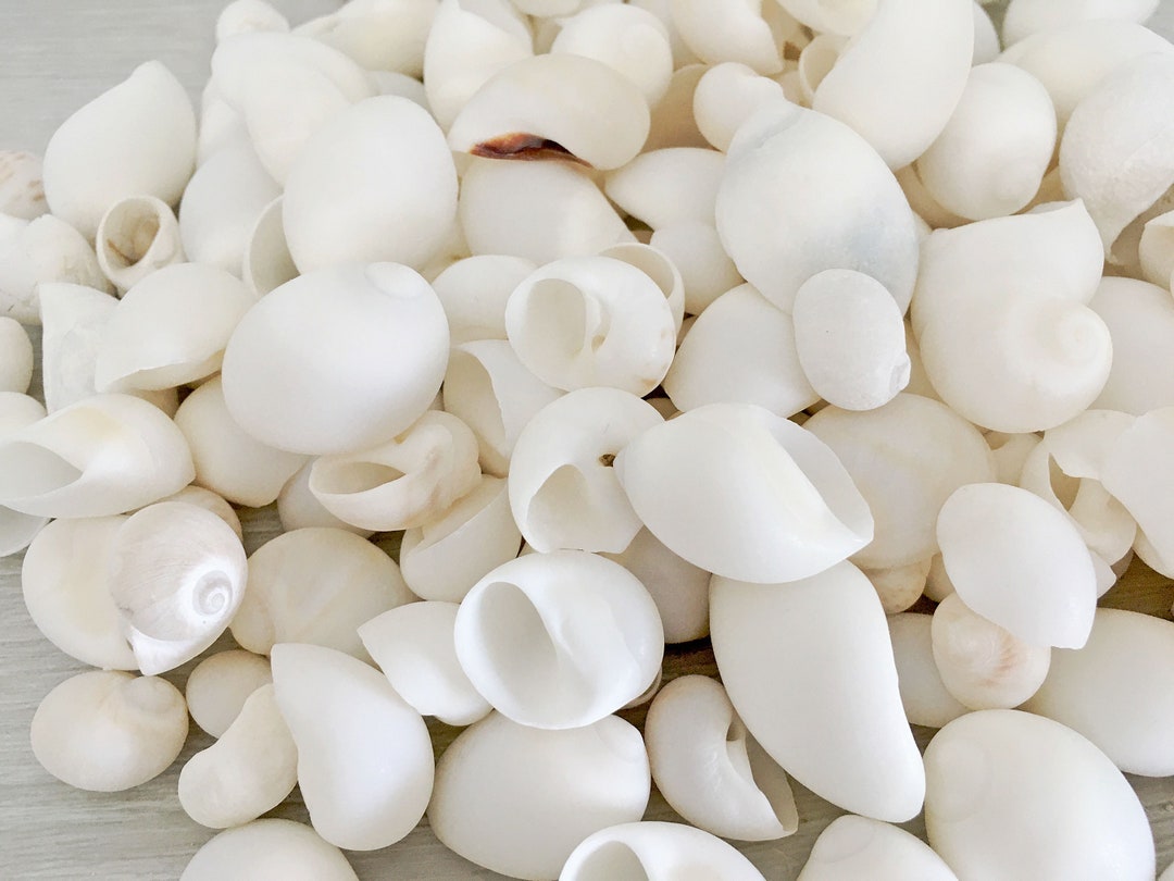 White Nautica Mamilla Moon Snail Seashells up to 1.5" [25/50 Pcs ...