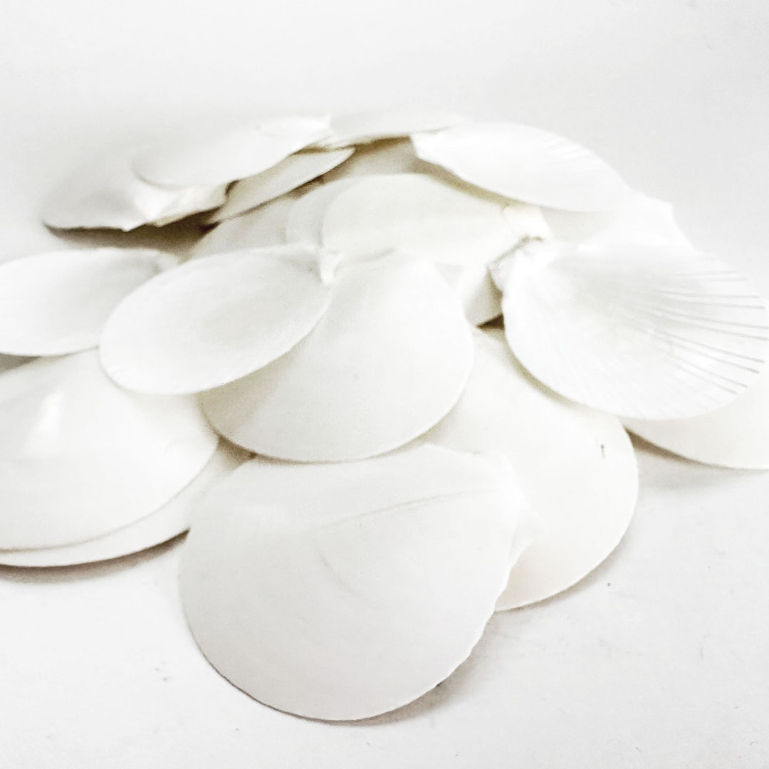 White Sun and Moon Shells 2+ Inches [5/24 Pcs], Scallop Seashells ...