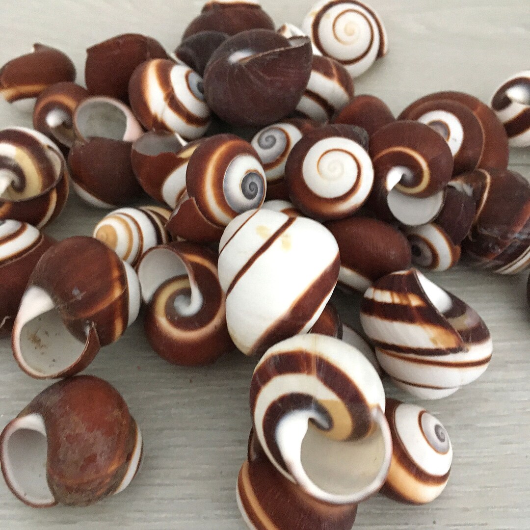Chocolate Swirl Land Snail Shells 1" - 1.25" [5/10 Pcs] | Helicostyla ...