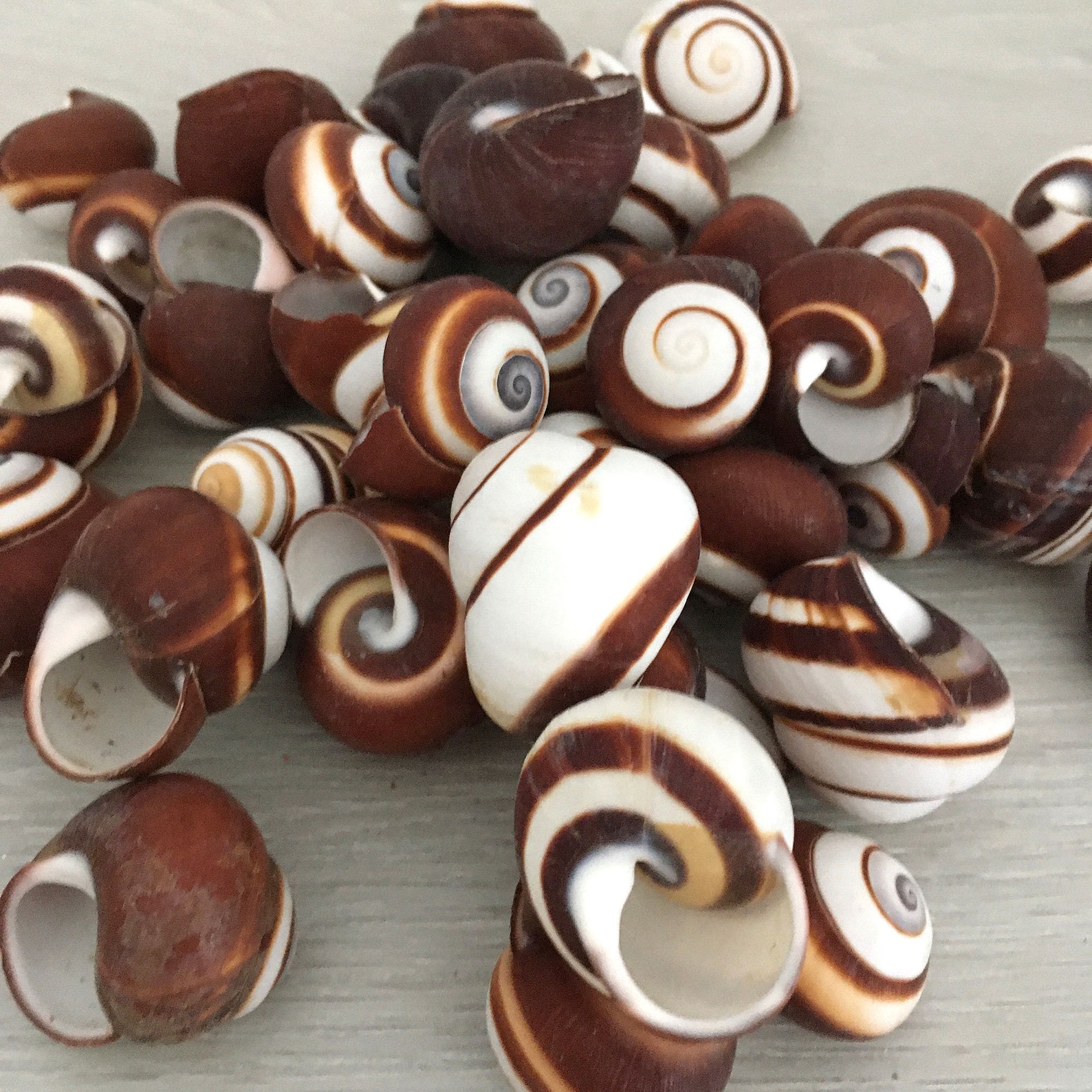 Seashells Swirl Brown Land Snail Shells 1 1.25 | Etsy