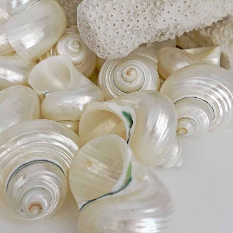 White Pearl Turbo Shells 1.5 - 2" [6/12 PCS] | Beach Decor Weddings ...