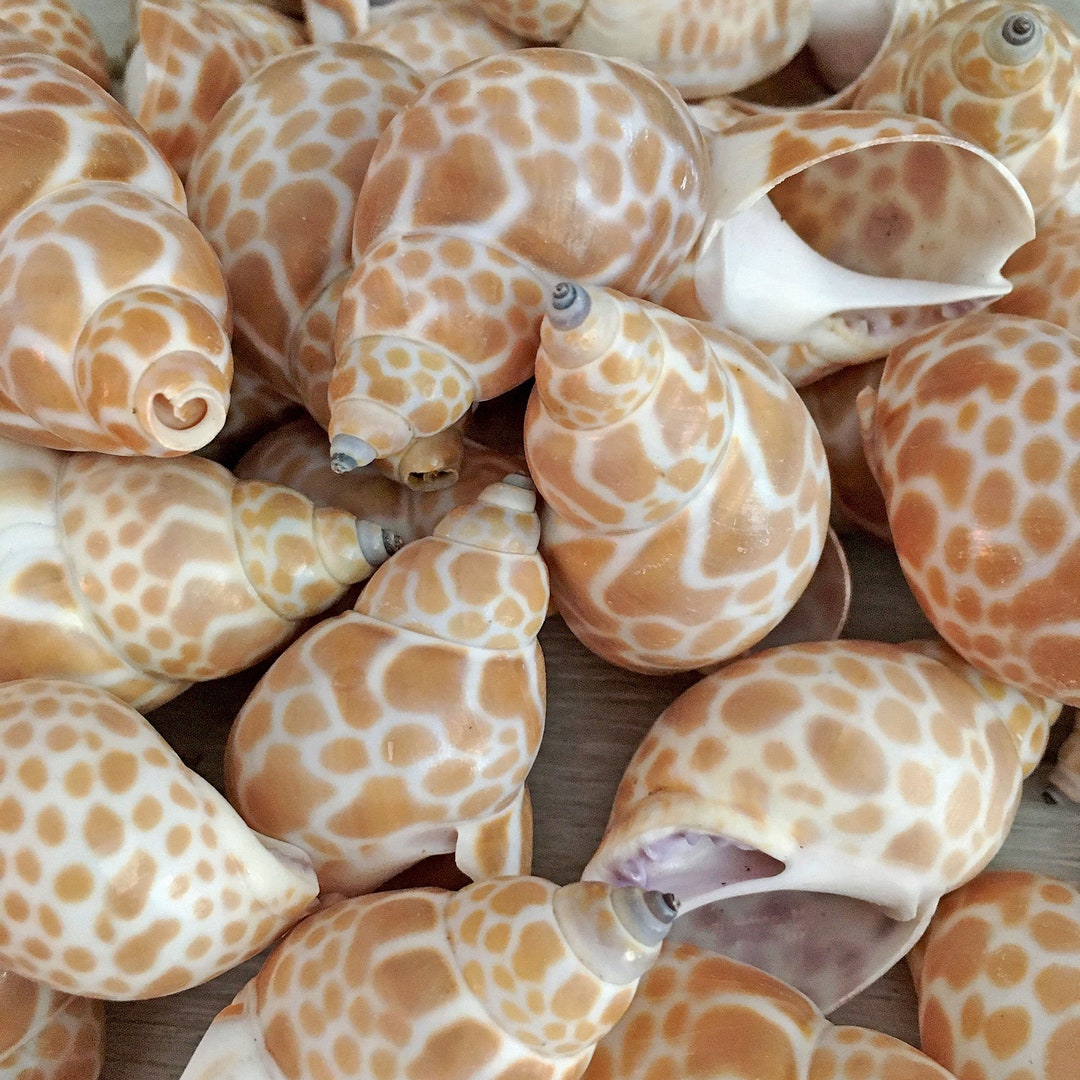 Babylonia Japonica Shells 1.25" & up [6/12], Beach Decor Weddings ...