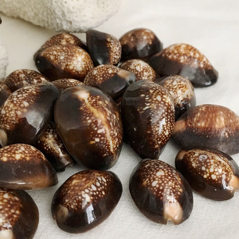 Hawaiian Cowrie - Etsy