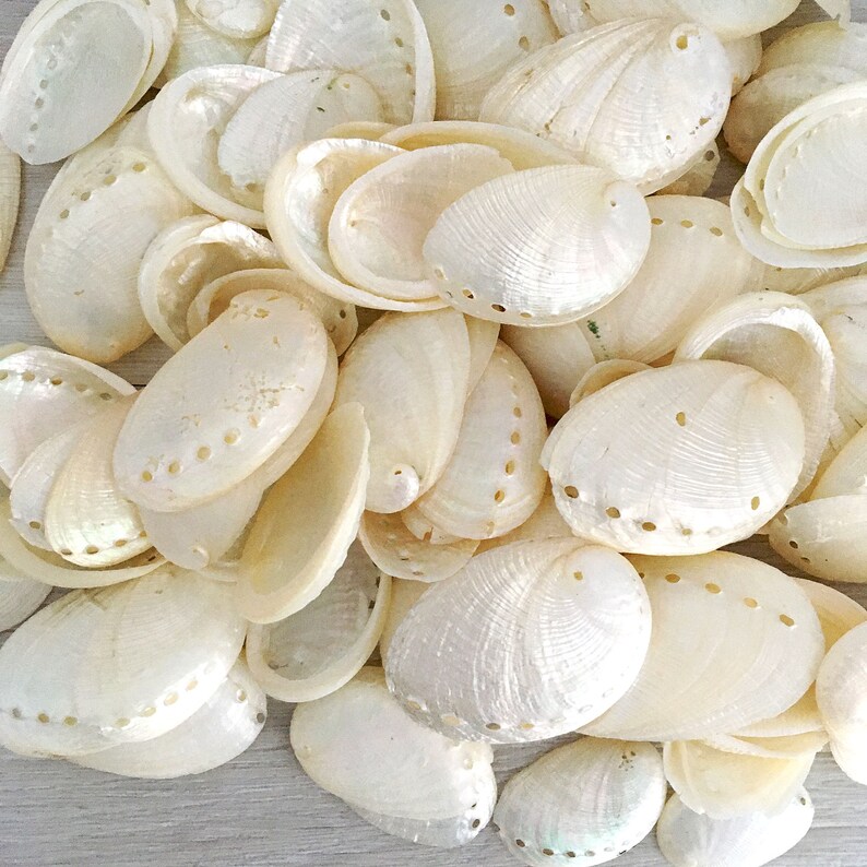 Pearled Abalone Shells [1-2 Inch, 10 Pcs], Ivory Beach Wedding Decor ...