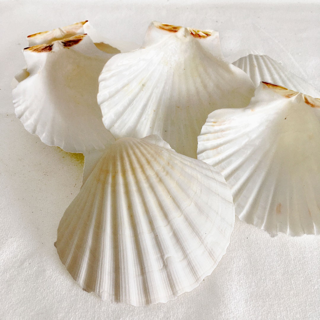 10 Real Irish Baking Scallop Shells 3.5"- 4", Beach Home Decor ...