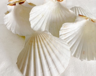 Bear Paw Clam Shell [5"] Pair | Seashell Ruffled Horse Hoof | Beach ...