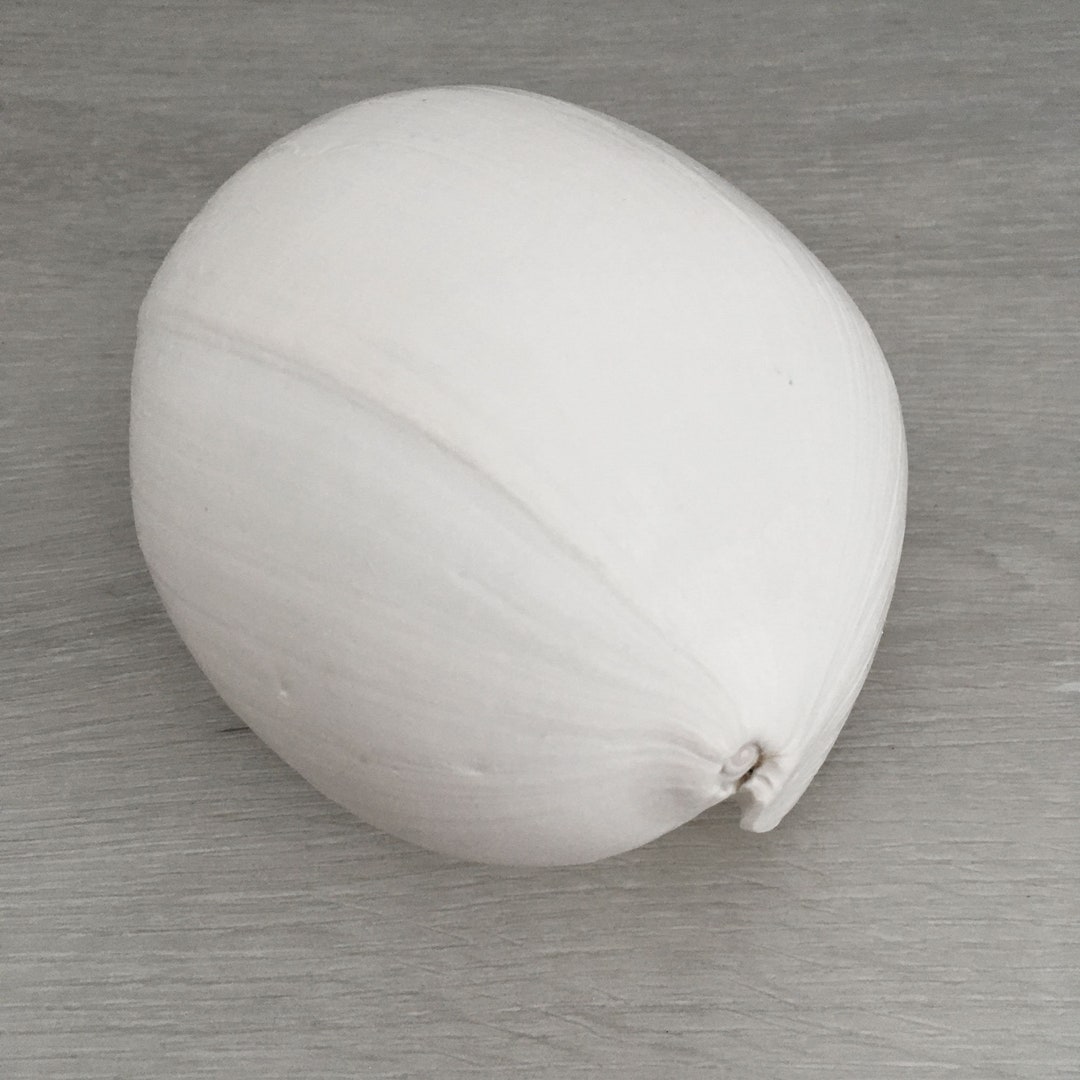White Indian Volute Melon Shell 67 1 PC, Large Melo Melo Seashell Decor ...