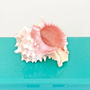 Pink Murex Sea Shell 3-4", Pink Mouth Murex Shell, Beach Decor ...