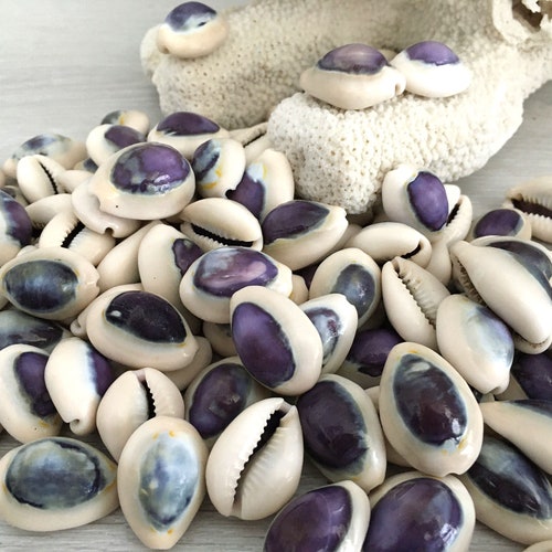Purple Top Cowrie Seashells Cypraea Annulus approx. 45-50 - Etsy