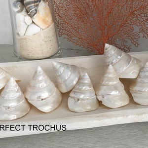 Polished Trochus Shell 2" - 2.25" | White Pearl Turbo Seashell | Beach ...