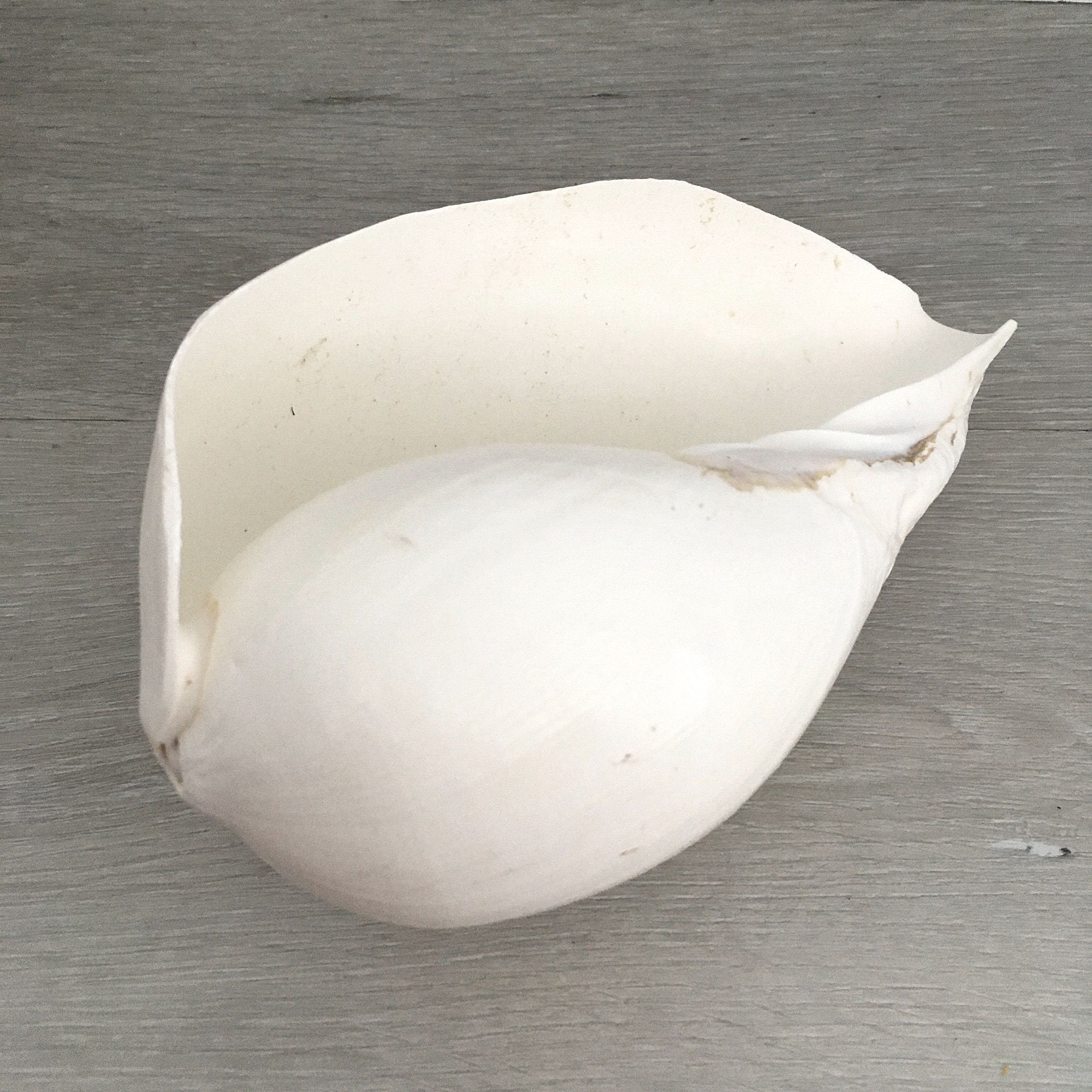 White Indian Volute Melon Shell 67 1 PC Large - Etsy