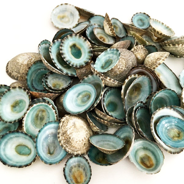 Green Limpet - Etsy