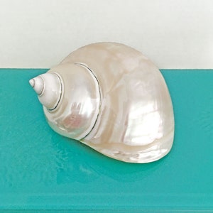 Seashell Large Polished Pearl Turbo Shell [3.5 - 4"] Sold Individually ...