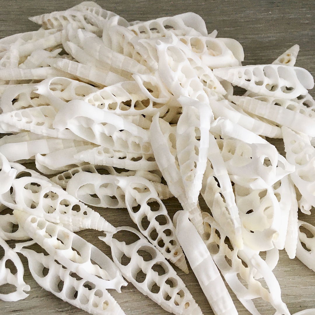 Seashells, Cerithium Vertagus White Center Cut Shells 1.5-2” [10/25/50 ...