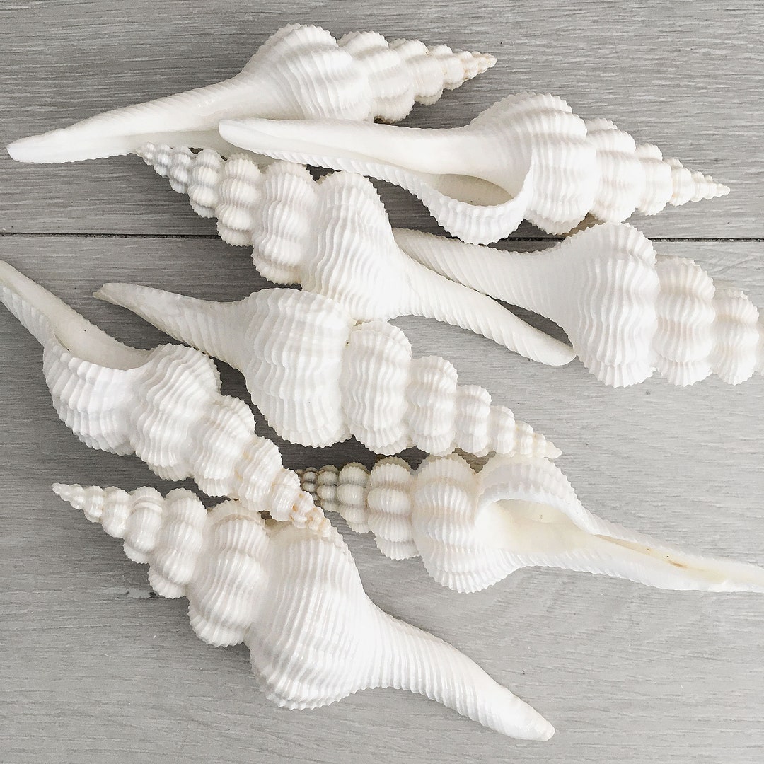 White Spindle Shell Fusinus Salisburyi ~ Spiral Seashell 4"-5" [1 Pc ...