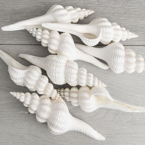 White Spindle Shell Fusinus Salisburyi ~ Spiral Seashell 4"-5" [1 Pc ...