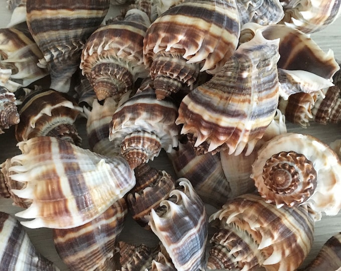 Florida King Crown Conch Shells 2" [2 Pcs] | Florida Melongena Gulf ...