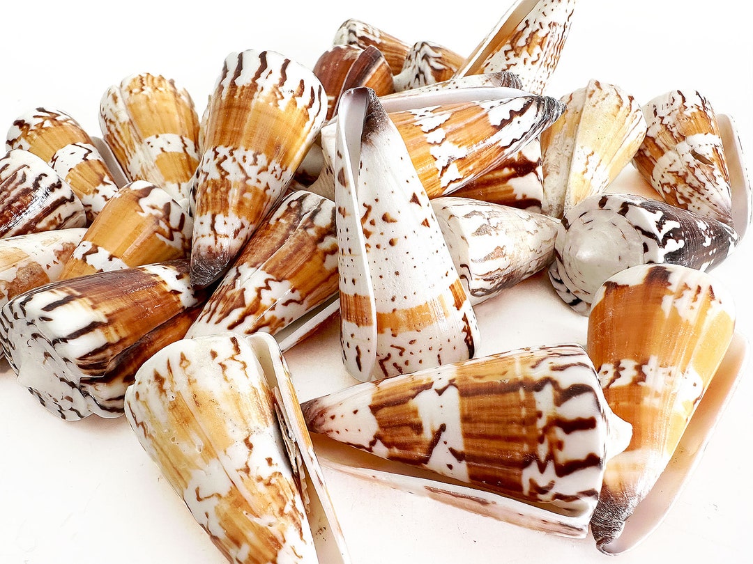Conus Generalis Shell Polished 2-1/2"-3" [1 Shell], General Cone ...