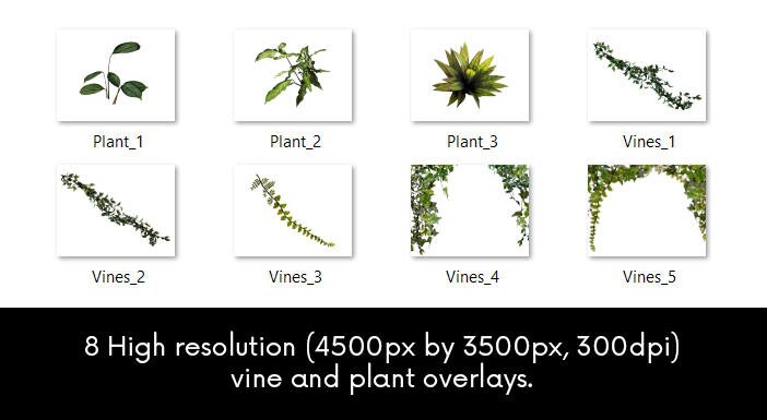 Vine + Plant Overlays - Perfect for Foregrounds! - Etsy