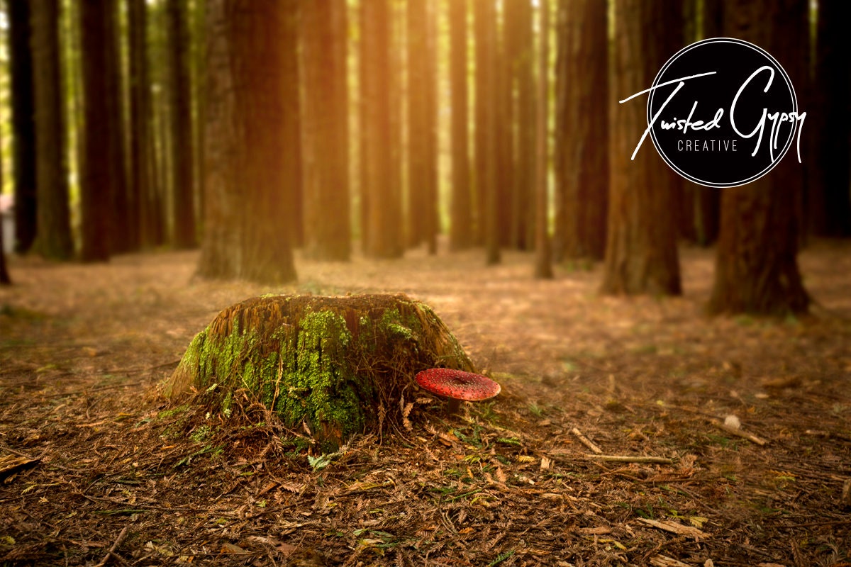 Magic Forest Tree Stump - Digital Background - Etsy